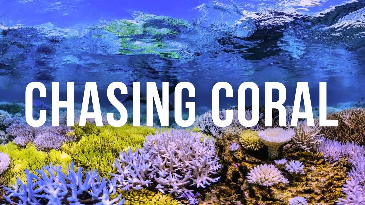 Chasing Coral - Journeys in Film